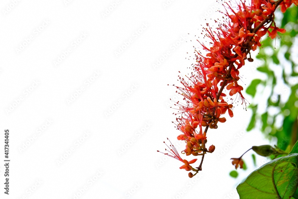 Monkey flower tree or Fire of Pakistan (Phyllocarpus septentrionalis ...