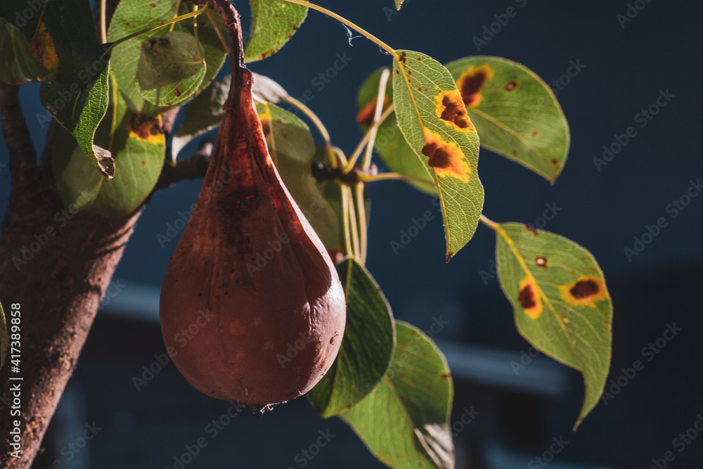 Branches leaves and pear fruits affected by orange rusty spots and horn ...