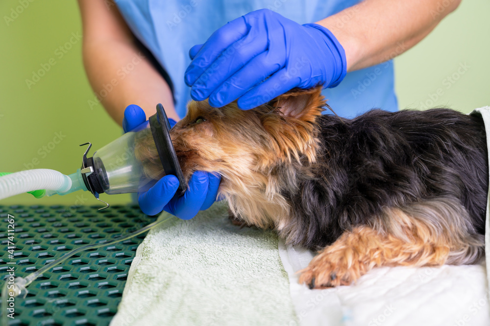 Preoxygenation technique in dog with oxygen mask. Veterinary Doctor ...