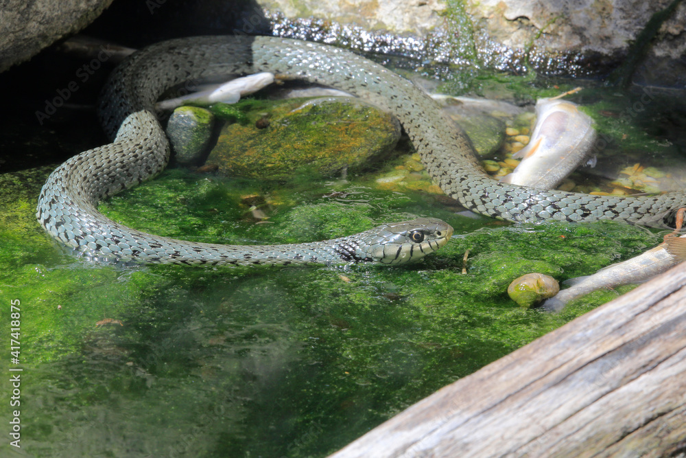 Ringelnatter (Natrix natrix) im Wasser Stock Photo | Adobe Stock