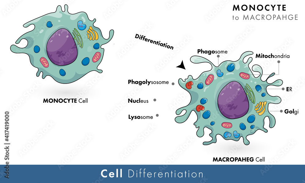 Monocyte to macrophage differentiation process, immune phagocytic cell ...
