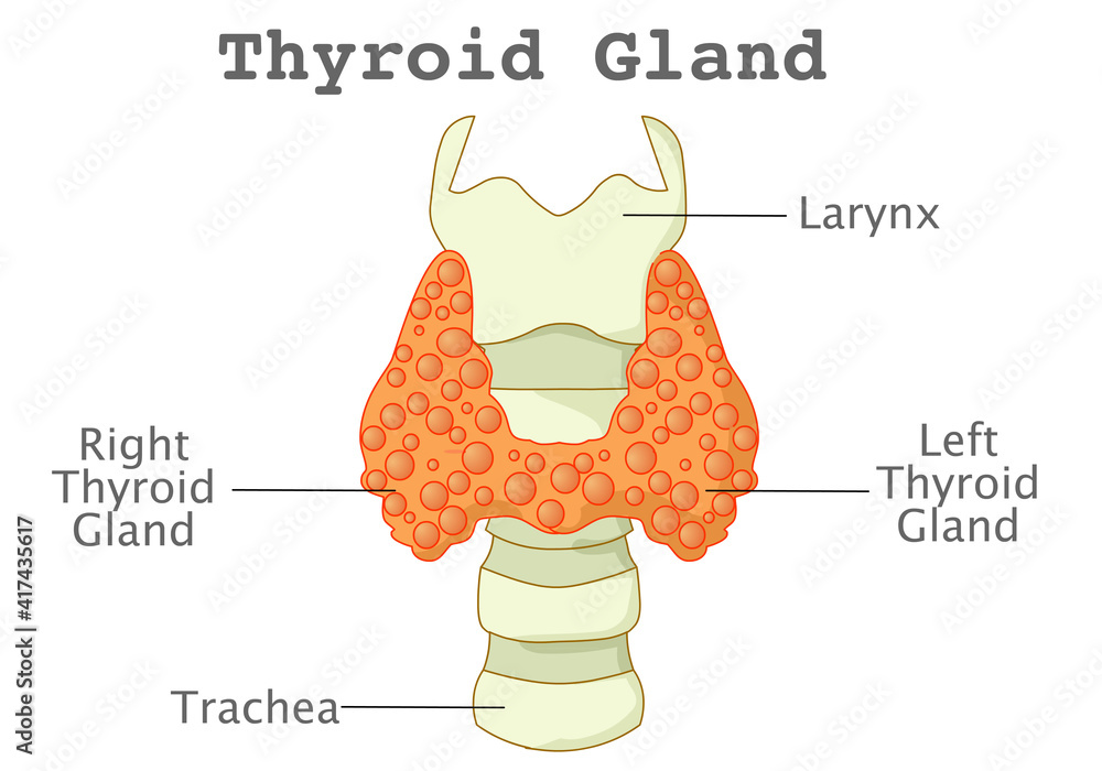 Thyroid gland, two side lobes larynx, trachea. The main hormone is ...