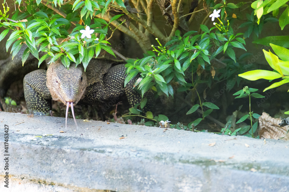Water monitor lizard on the concrete bank of the canal. This species of ...