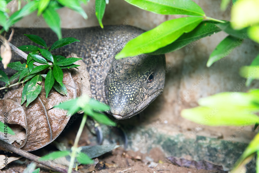 Foto de Water monitor lizard on the concrete bank of the canal. This ...