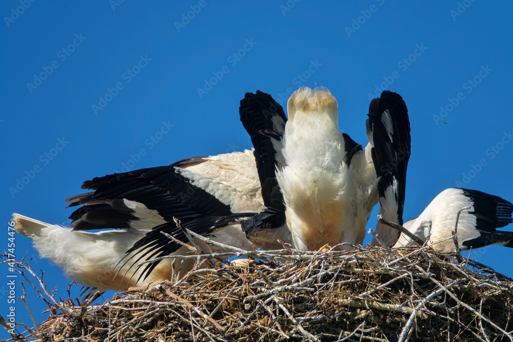 Three white stork chicks in nest. Chicks before departure. One of ...