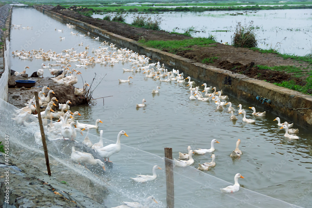 Peking oldest breed of meat-oriented ducks. Reservoirs on a duck farm ...