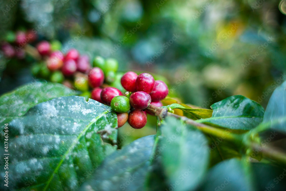 Fruit of the coffee plant - Frutos de la planta de café Stock Photo ...