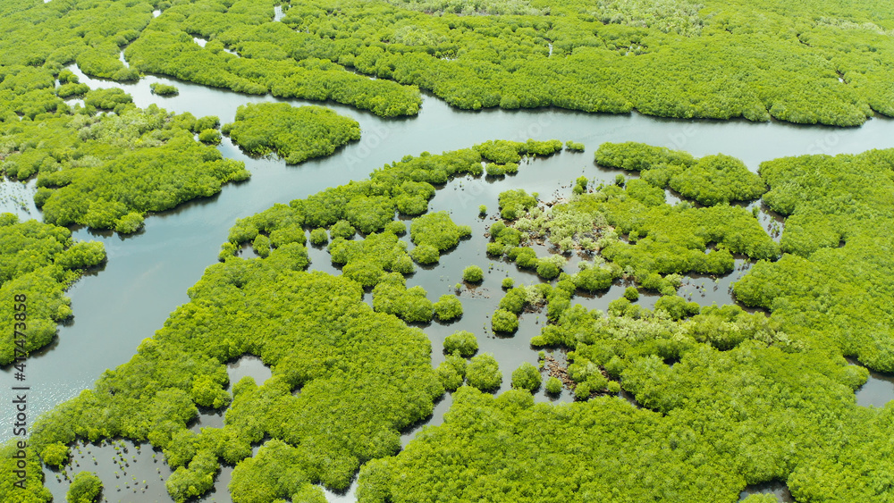 Mangrove green forests with rivers and channels on the tropical island ...