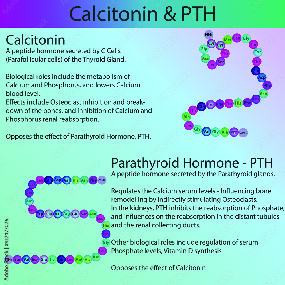 Calcitonin and PTH Anterior Pituitary, Parathyroid Hormone peptide ...