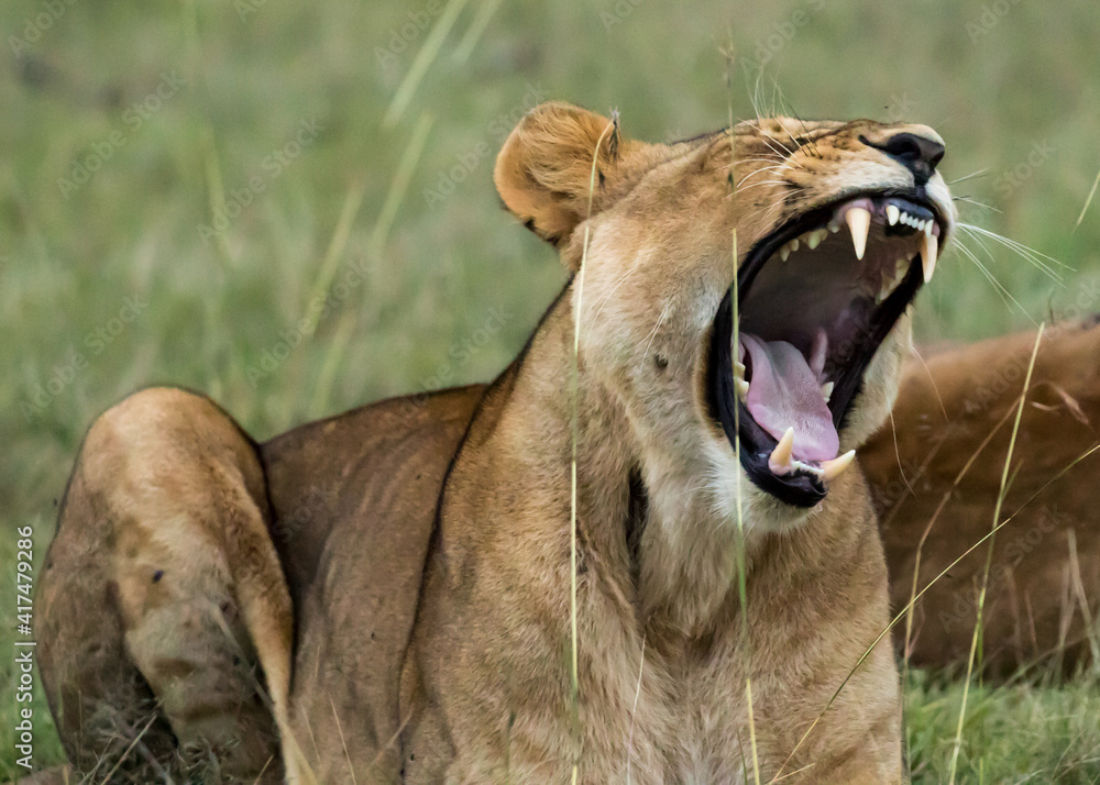 An female african lion with mouth open and teeth showing on the Maasai ...