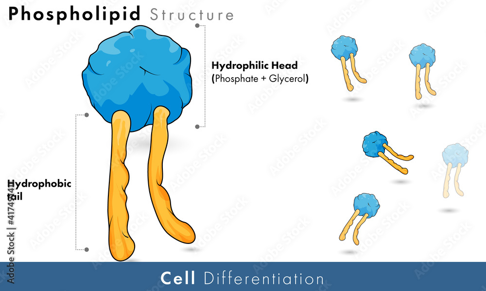 Phospholipid Structure. Stock-Vektorgrafik | Adobe Stock