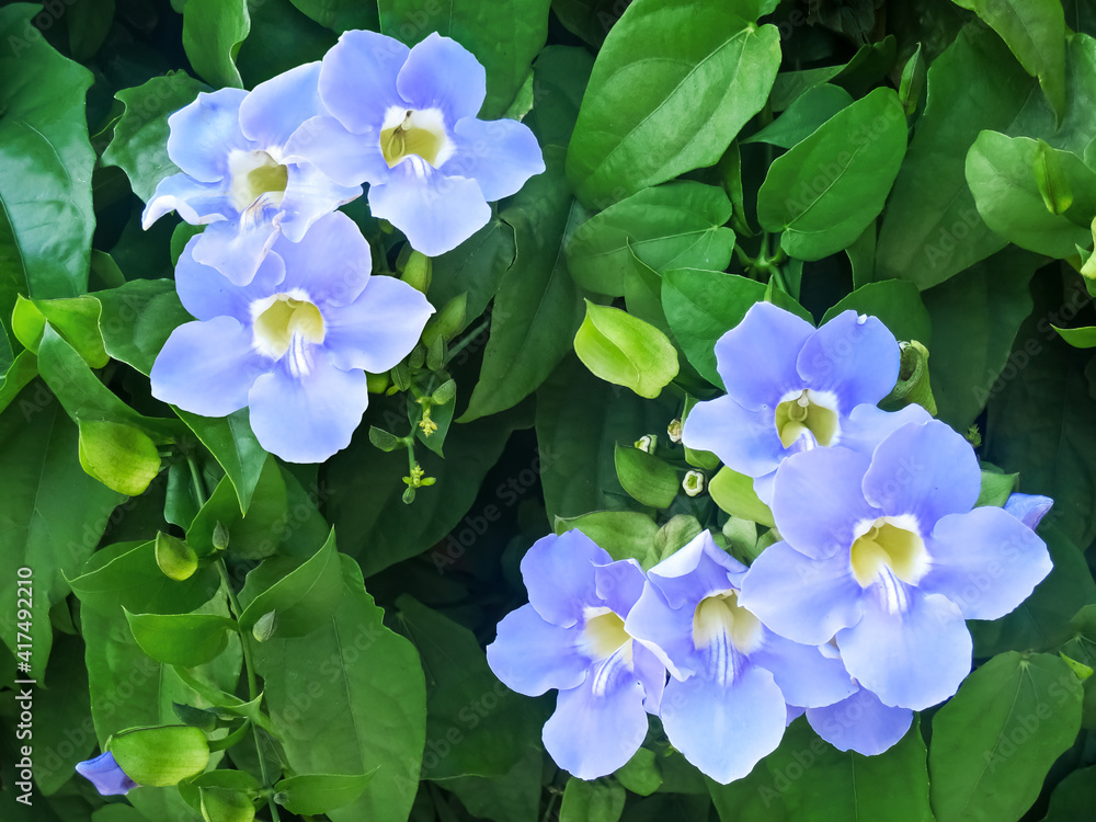 Sky vine flowers with leaf background. A tropical flower known as ...