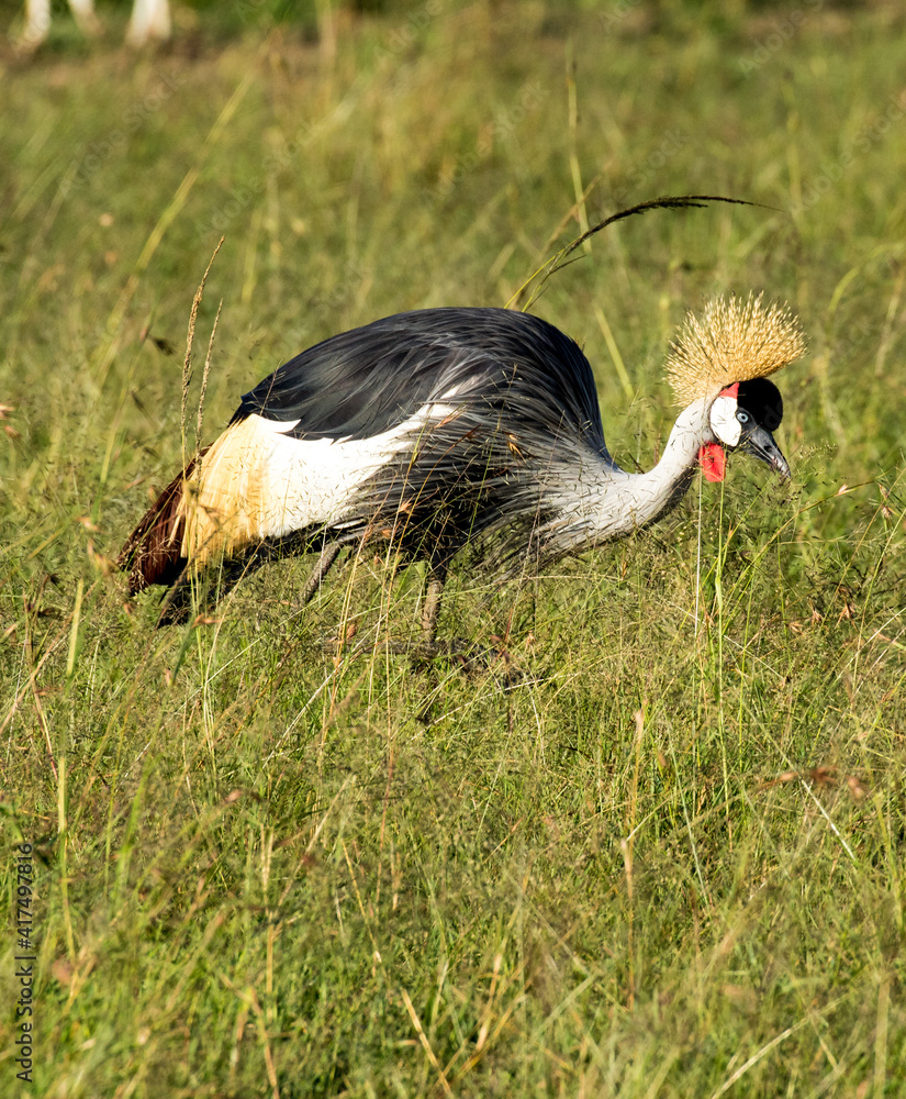 A gray crowned crane. The grey crowned crane is a bird in the crane ...