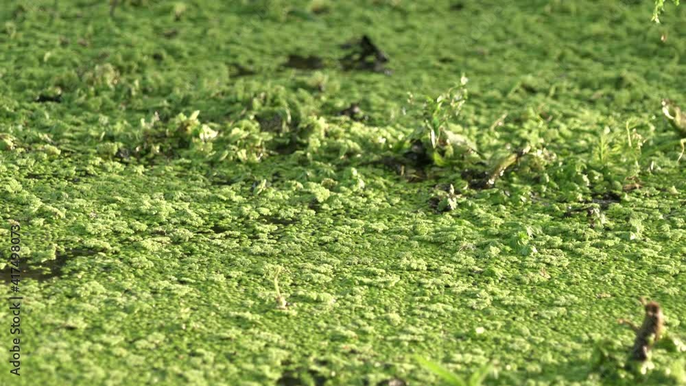 Stagnant water surface covered with dense mossy algae.Lake mere lough ...