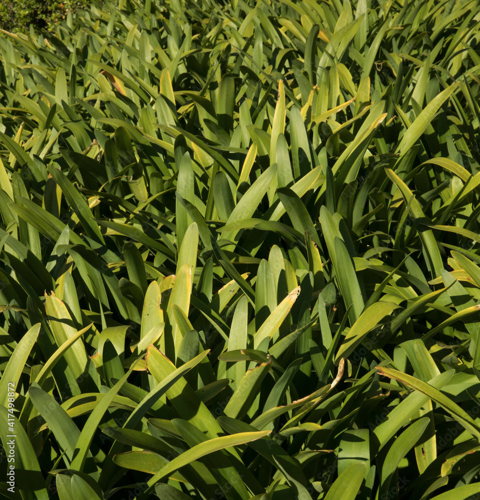 Leaves background. Closeup view of Agapanthus africanus, also known as ...