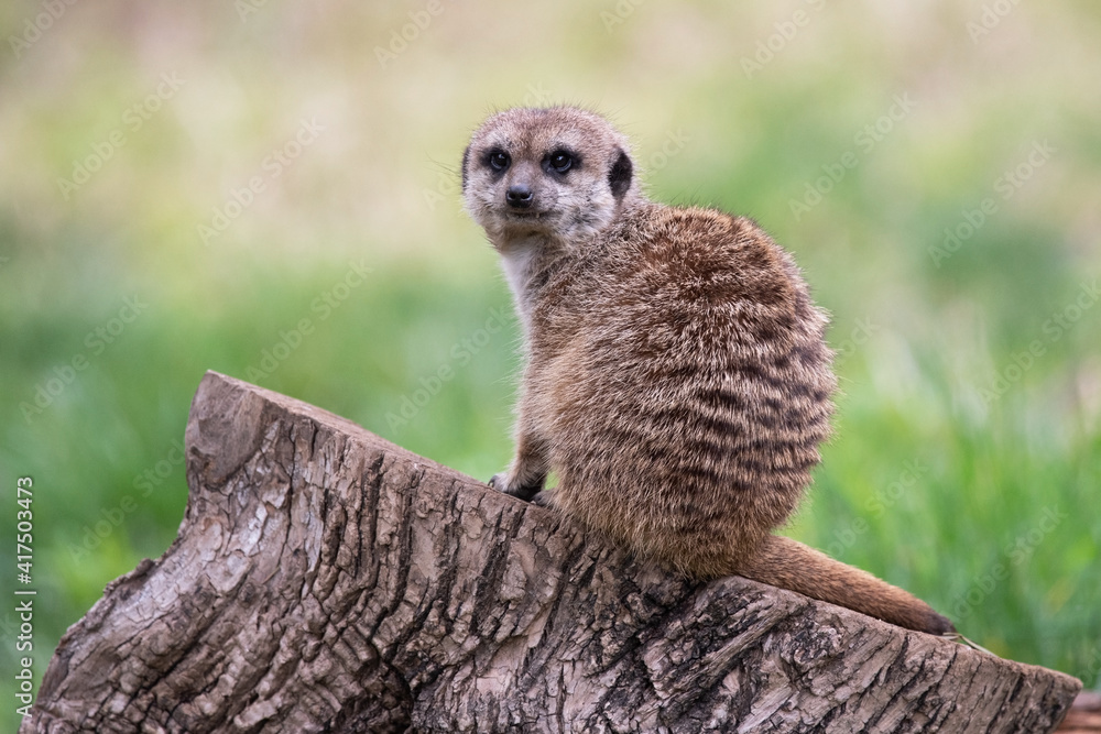 Meerkat, captivity, fur, furry, looking, mammal, watchful, wild ...