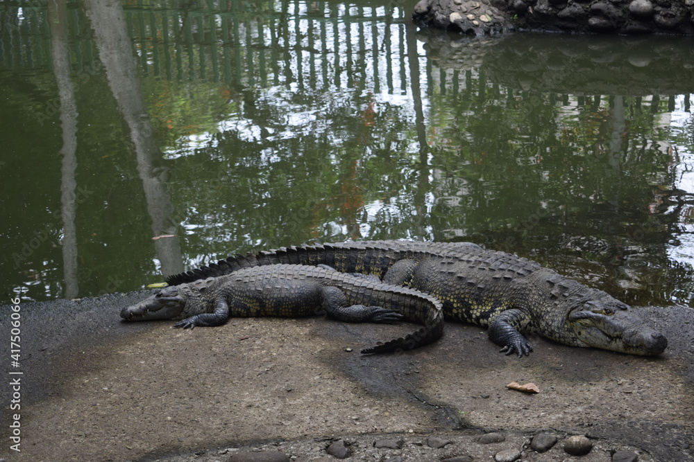 cocodrilos descansando Stock Photo | Adobe Stock