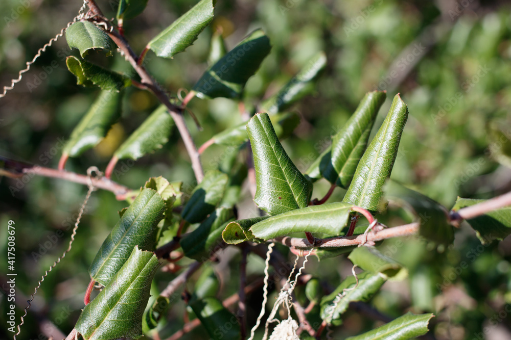 Distally narrow rounded proximally broad rounded recurved aculeately ...