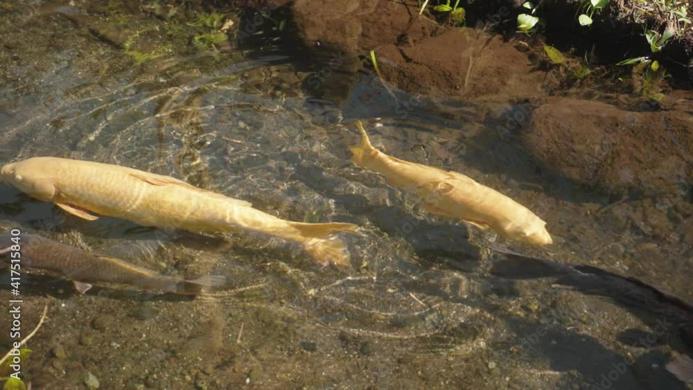 Japanese Koi Fish Swimming On Transparent Water Pond Under Sunny Sky In ...
