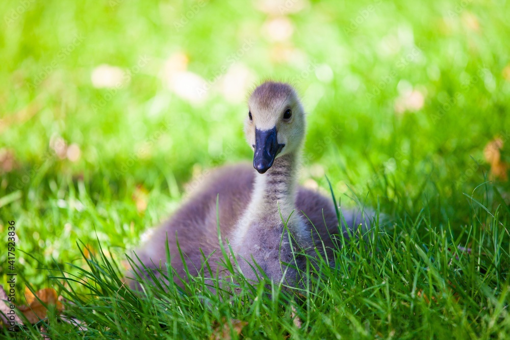 baby swan gosling sitting in grass Stock Photo | Adobe Stock
