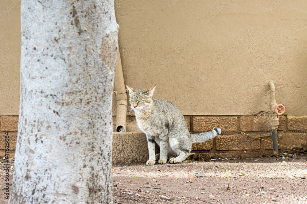 Kruger National Park: African wildcat marking its territory Stock Photo ...