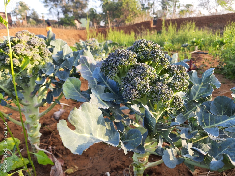 Texture of broccoli close-up. Broccoli (Brassica oleracea var italica ...