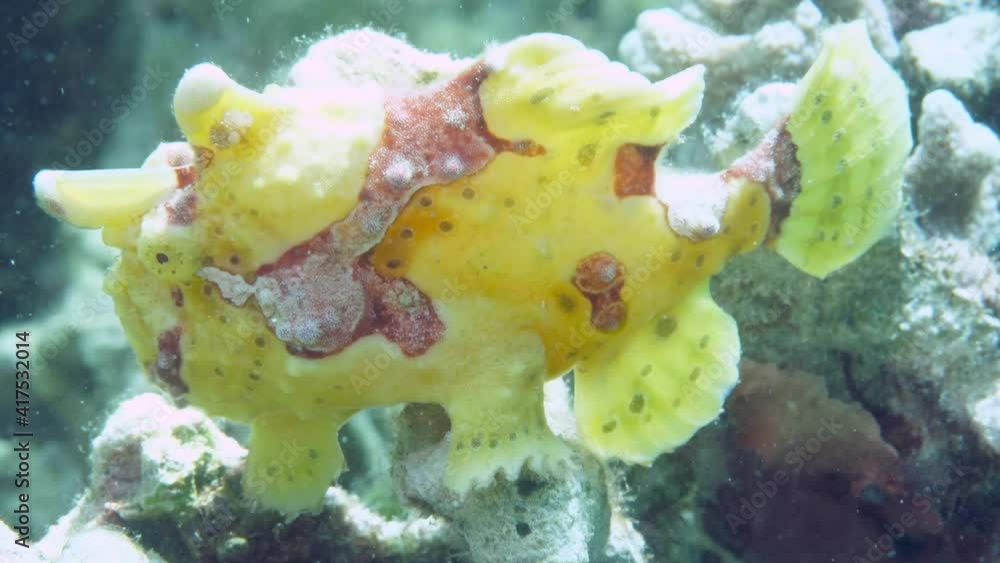 A yellow frog fish or angler fish is floating underwater looking for ...