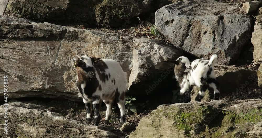 Baby goat with mother. Mother and daughter. Black and brown goat ...