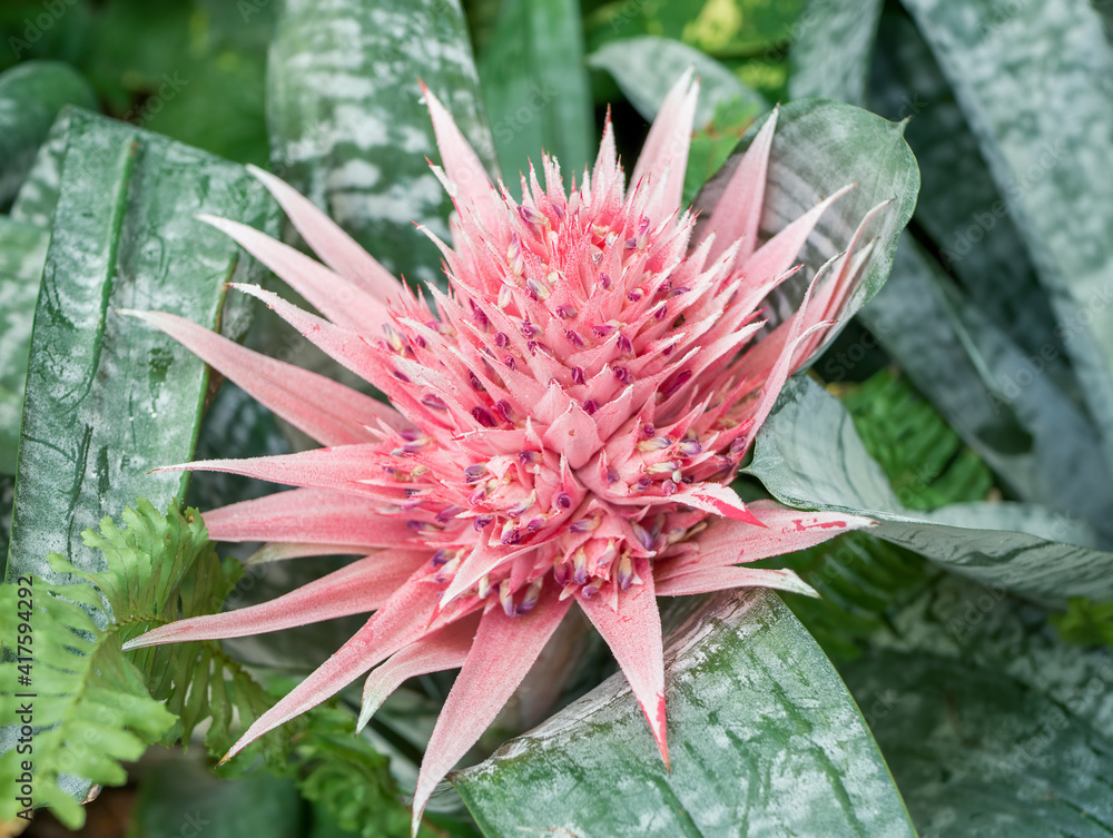 Close up with the pink flower of Aechmea fasciata plant also known as ...
