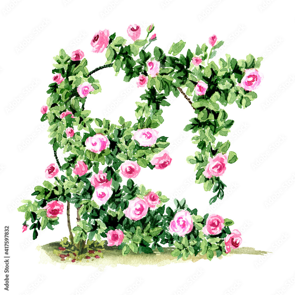 Climbing Rose Bush, Hand drawn watercolor illustration isolated on ...