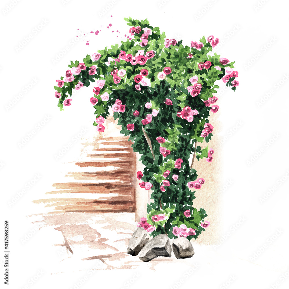 Climbing roses on the street of the old town, near the stairs, Hand ...
