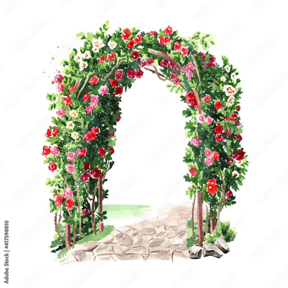 Red and pink climbing roses arch. Hand drawn watercolor illustration ...