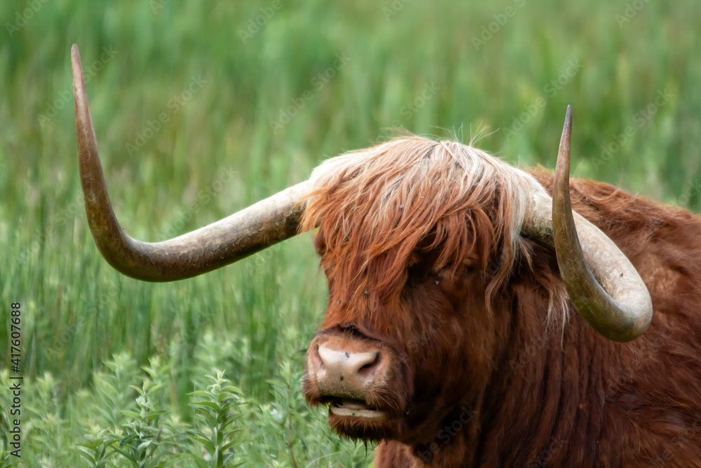 Photo & Art Print Portrait de vache Highland cattle au pré, guitou60