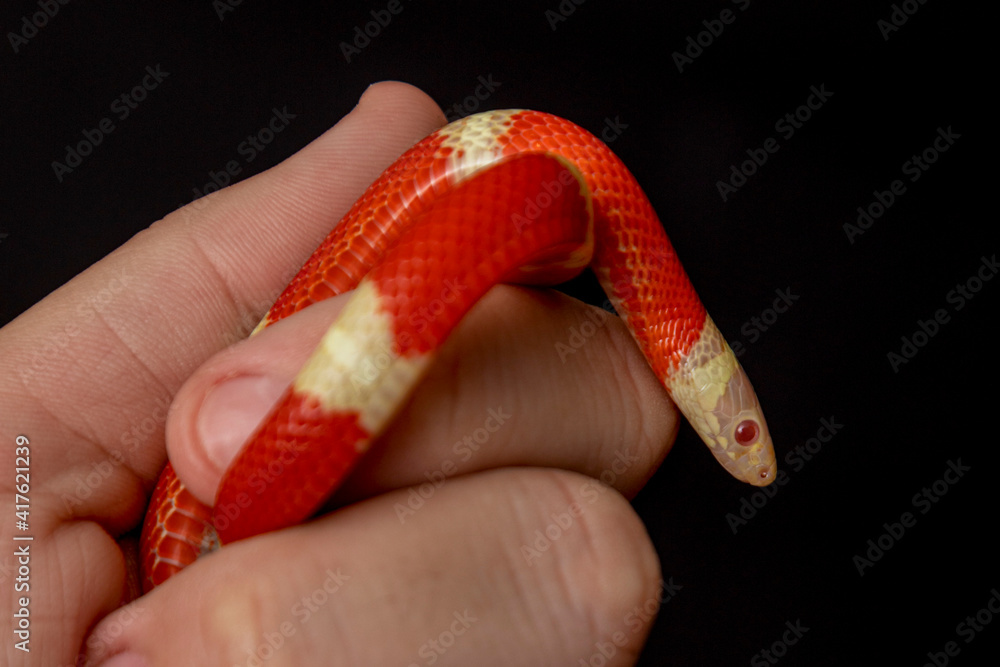 Lampropeltis triangulum, commonly known as the milk snake or milksnake ...