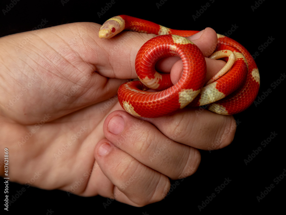 Lampropeltis triangulum, commonly known as the milk snake or milksnake ...
