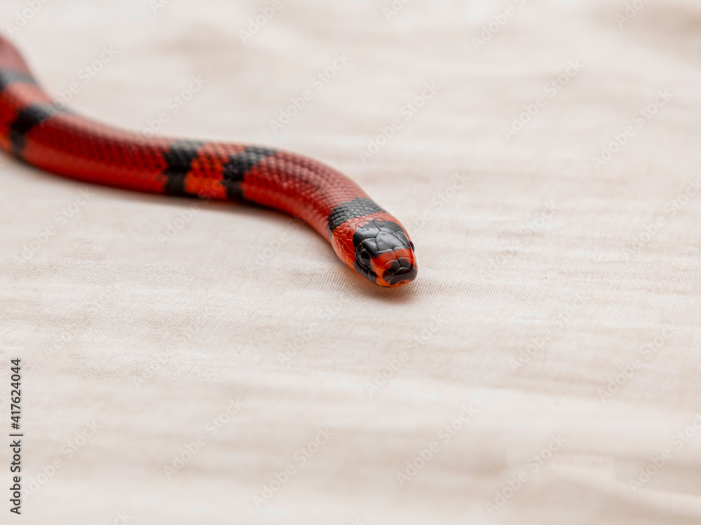 Lampropeltis triangulum, commonly known as the milk snake or milksnake ...