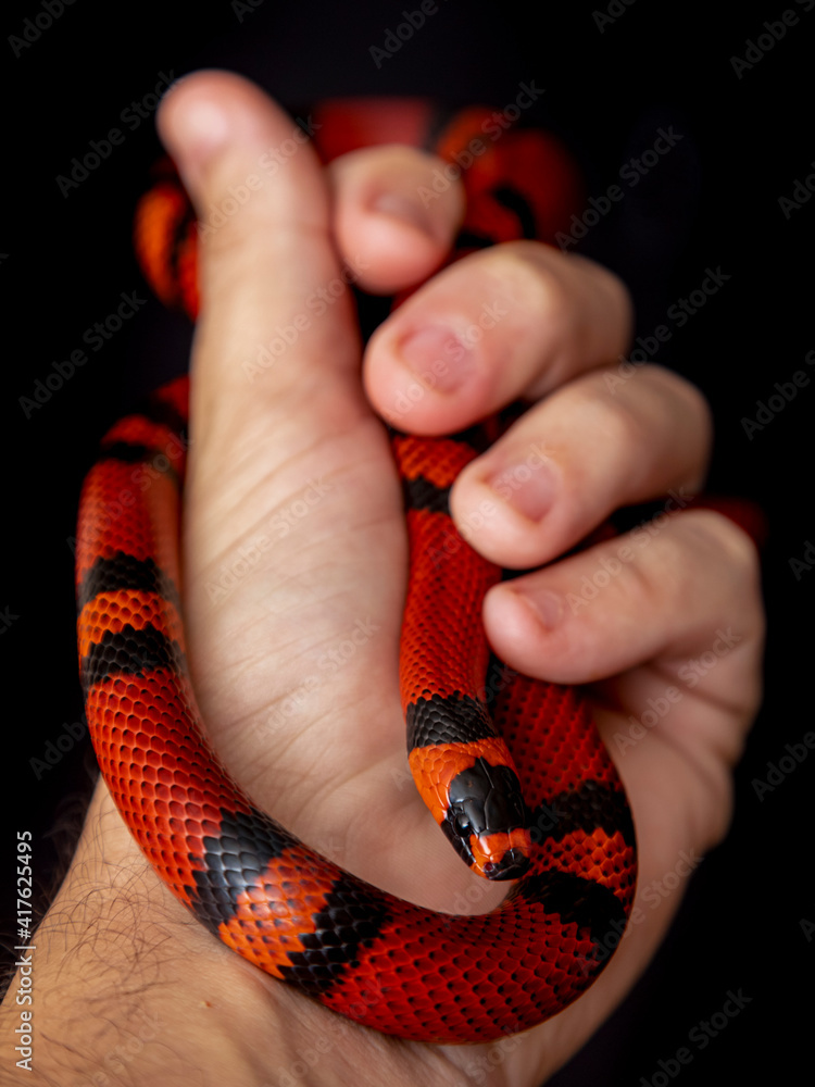 Lampropeltis triangulum, commonly known as the milk snake or milksnake ...