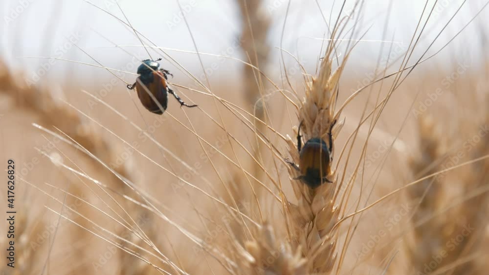 Agriculture. Harmful beetles eat up the wheat crop. Wheat field ...