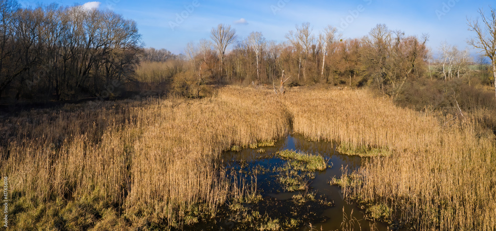 Wetland with reed growing around water on a sunny spring day from drone ...