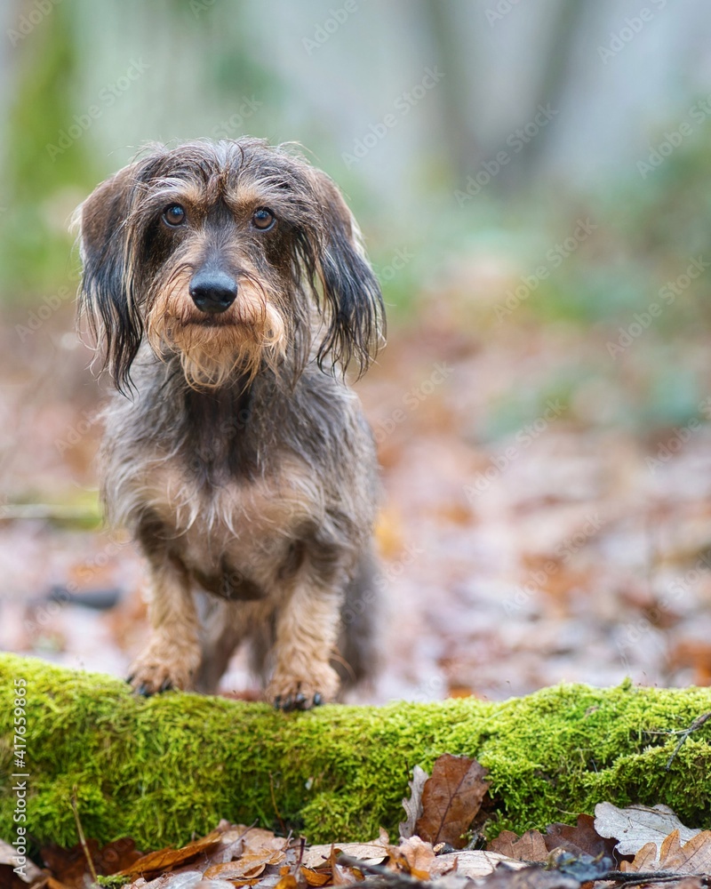 Dackel Stock Photo | Adobe Stock