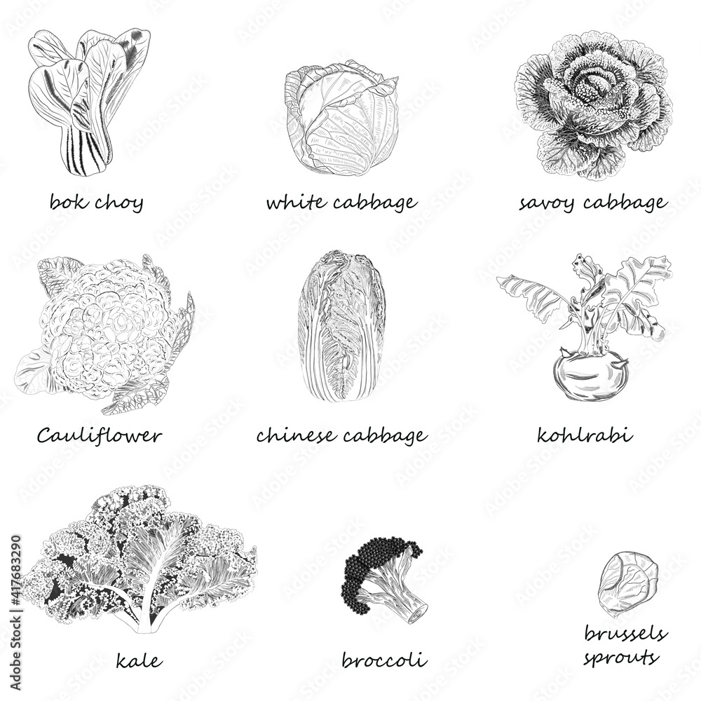 Hand drawn kinds of cabbage. Sketch kinds of cabbage. White, red, savoy ...
