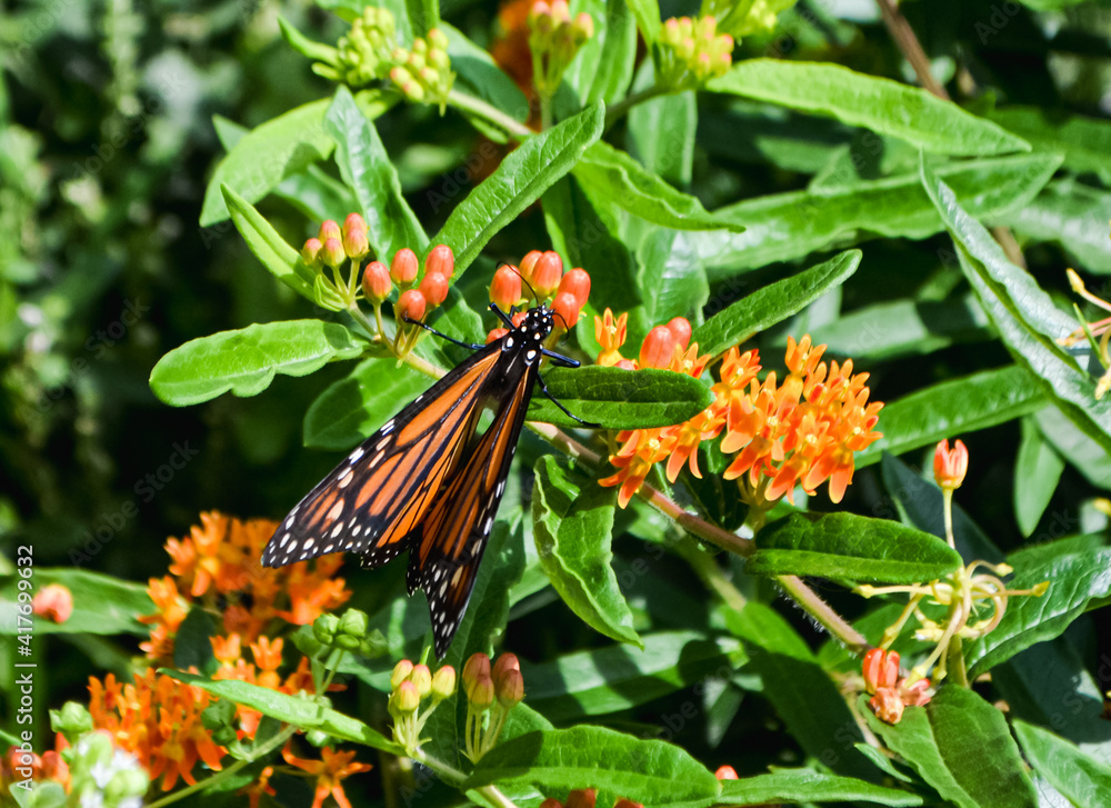 Topview of a Monarch butterfly female (Danaus plexippus) laying eggs on ...