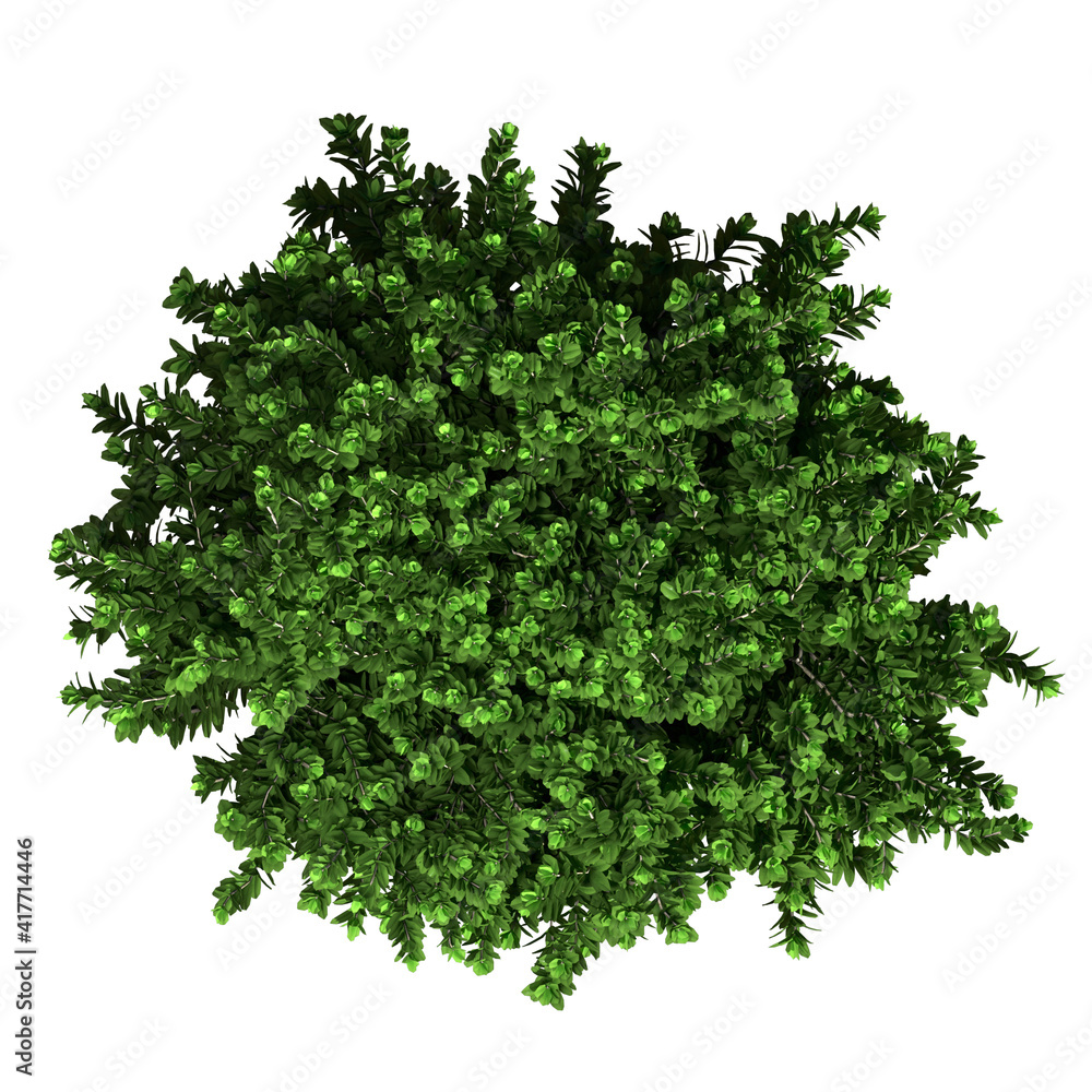 VEGETATION TOP VIEW - TREES AND BUSHES IN PLAN Stock Illustration ...