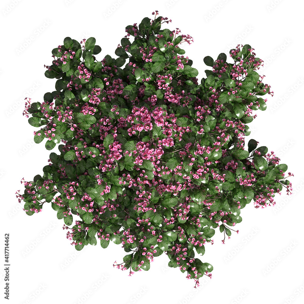 VEGETATION TOP VIEW - TREES AND BUSHES IN PLAN Stock Illustration ...