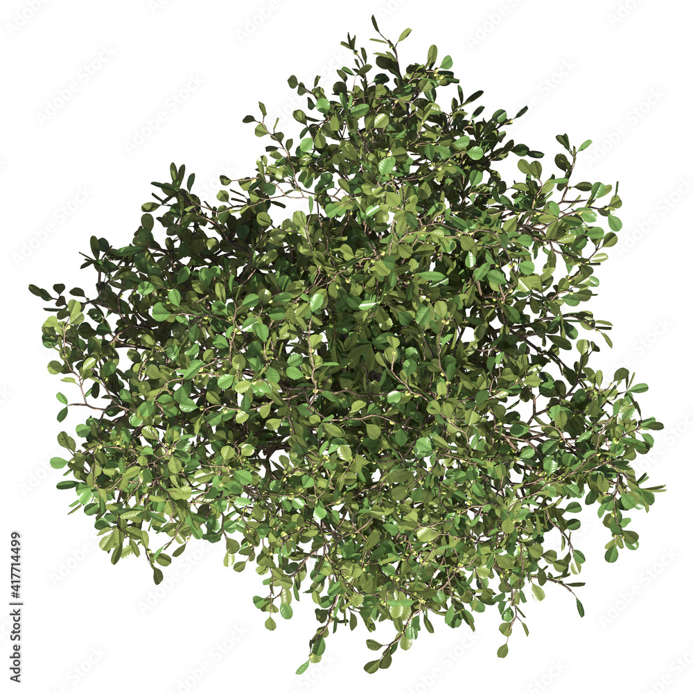 VEGETATION TOP VIEW - TREES AND BUSHES IN PLAN Stock Illustration ...