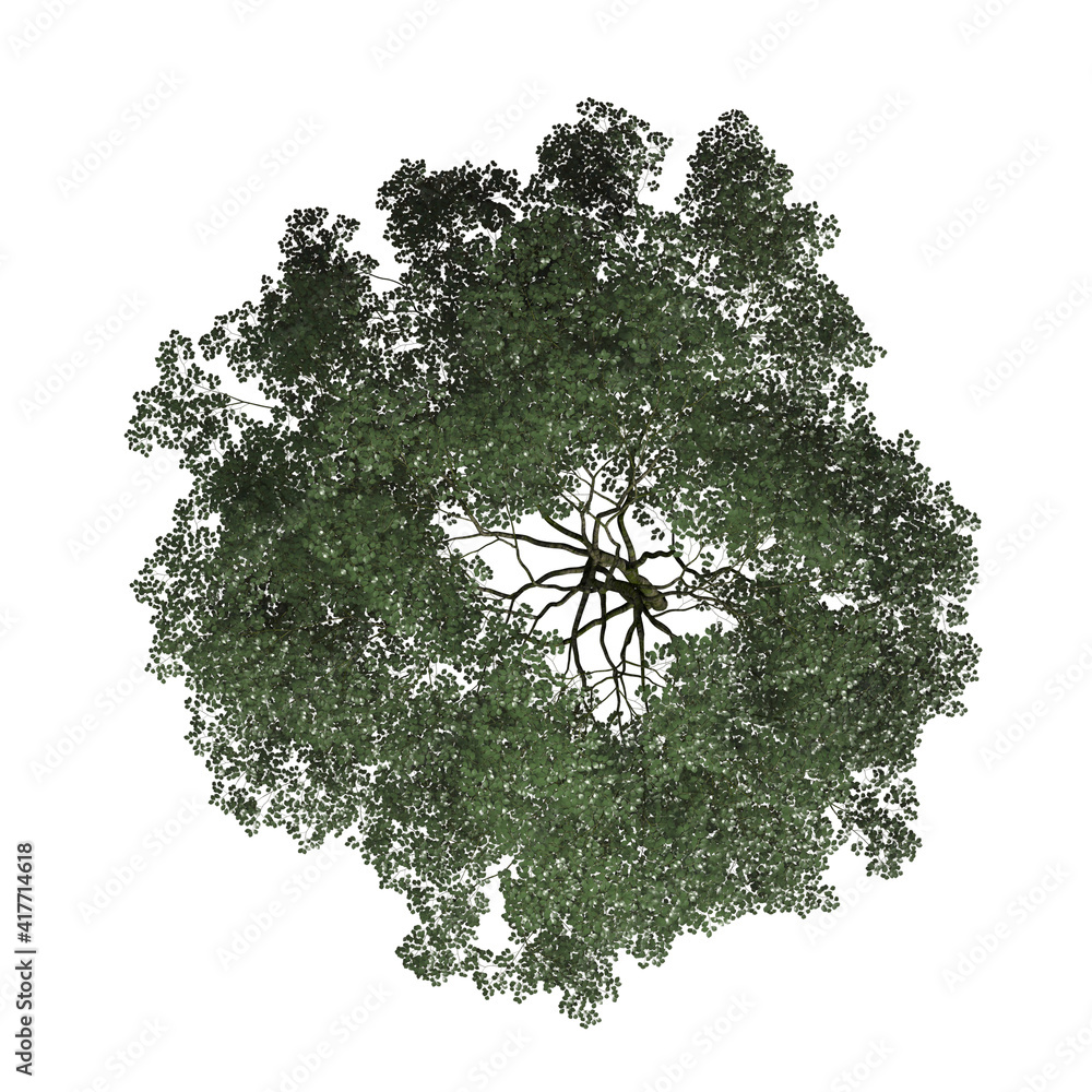 VEGETATION TOP VIEW - TREES AND BUSHES IN PLAN Stock Photo | Adobe Stock