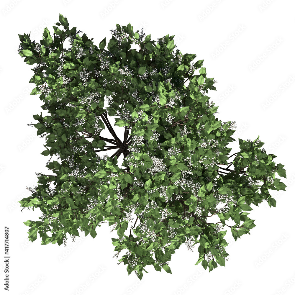 VEGETATION TOP VIEW - TREES AND BUSHES IN PLAN Stock Photo | Adobe Stock