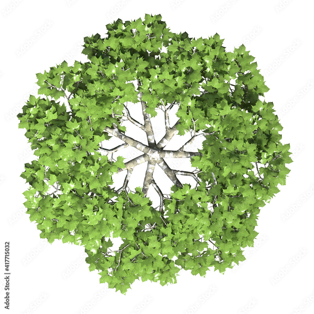 VEGETATION TOP VIEW - TREES AND BUSHES IN PLAN Stock Photo | Adobe Stock