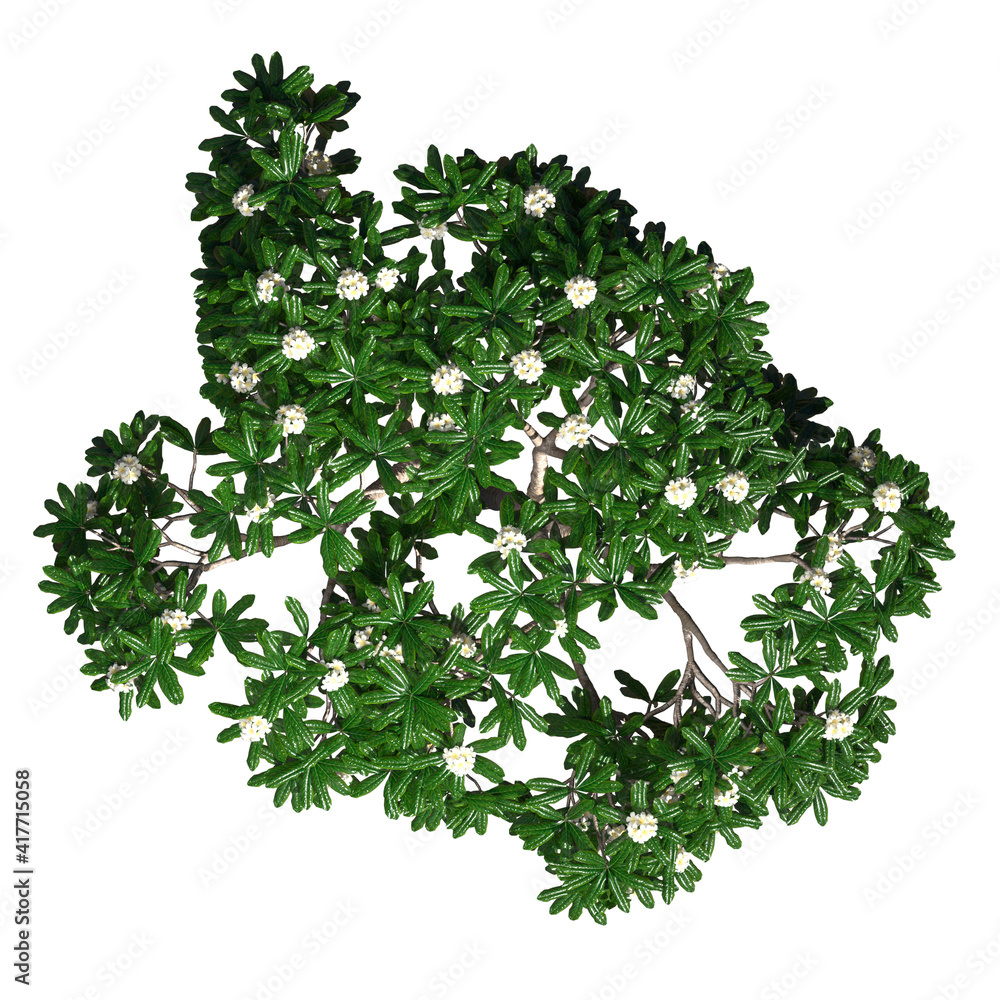 VEGETATION TOP VIEW - TREES AND BUSHES IN PLAN Stock Photo | Adobe Stock