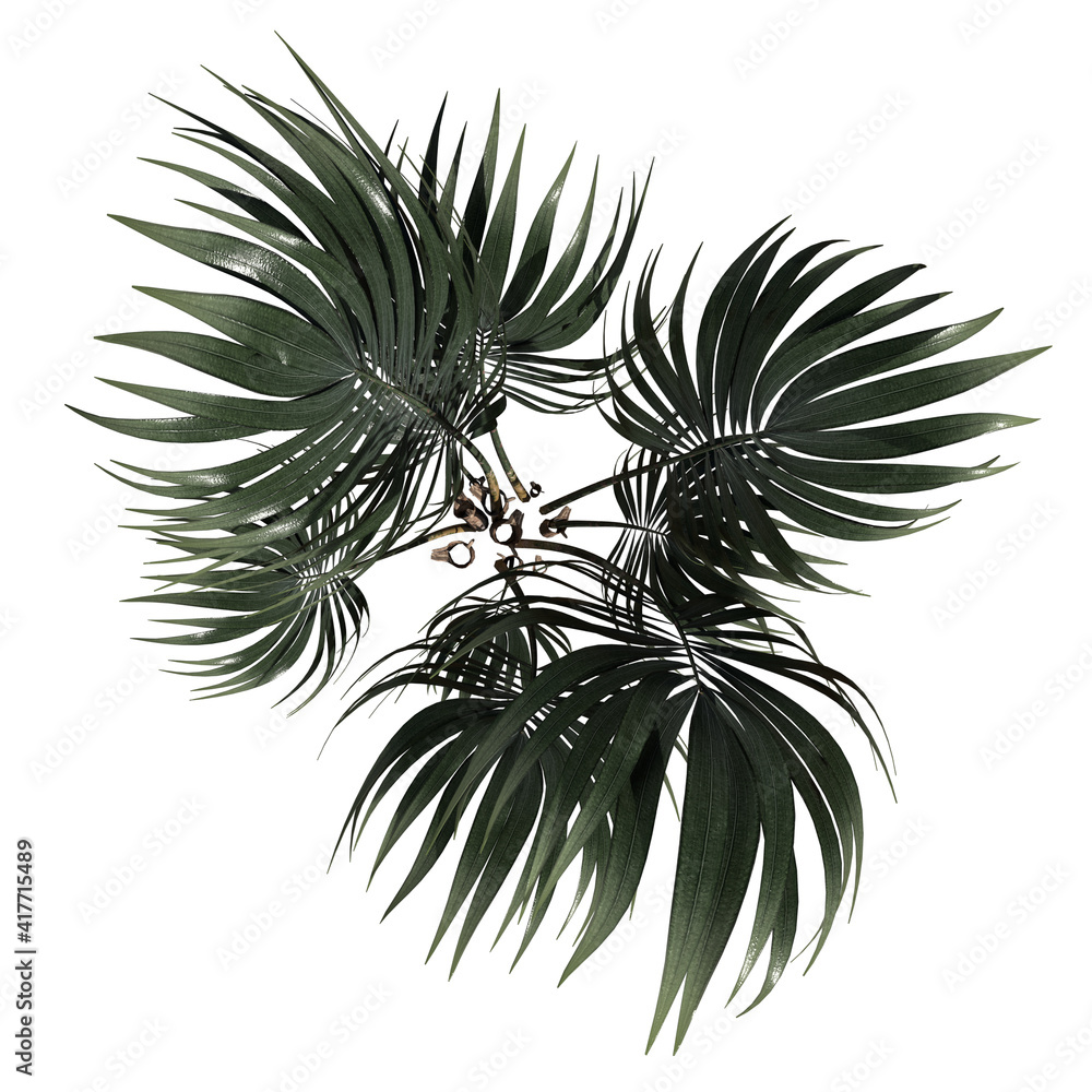 VEGETATION TOP VIEW - TREES AND BUSHES IN PLAN Stock Photo | Adobe Stock